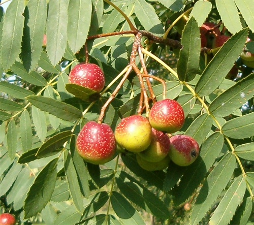 Sorbus, Service Tree (Sorbus domestica) – The Ecologist Cowboy
