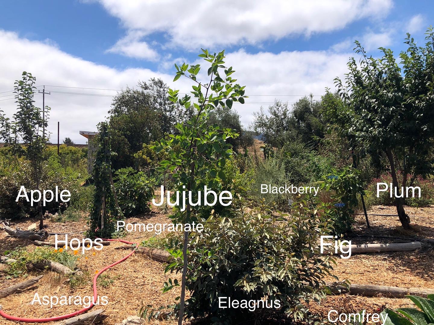 Jujube (Ziziphus jujuba) – The Ecologist Cowboy